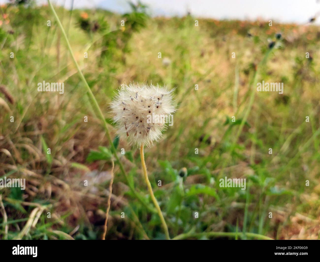 A close-up of Tridax procumbens, or Coatbuttons, shows its fluffy white ...