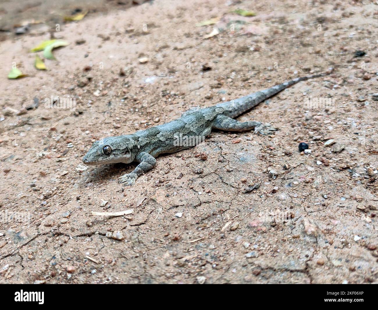 Indian house gecko hi-res stock photography and images - Alamy