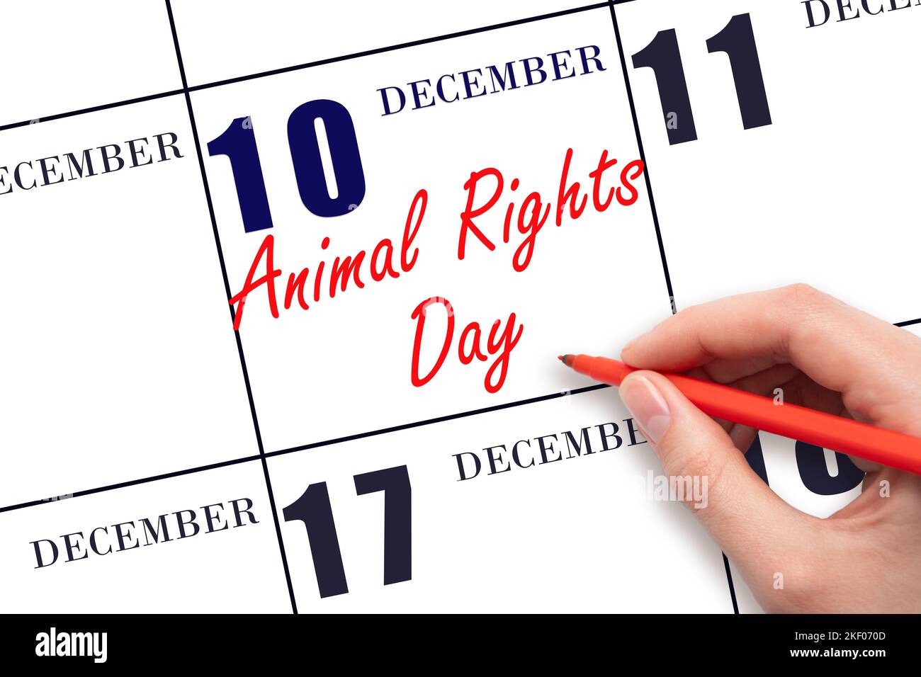 December 10th. Hand writing text Animal Rights Day on calendar date ...
