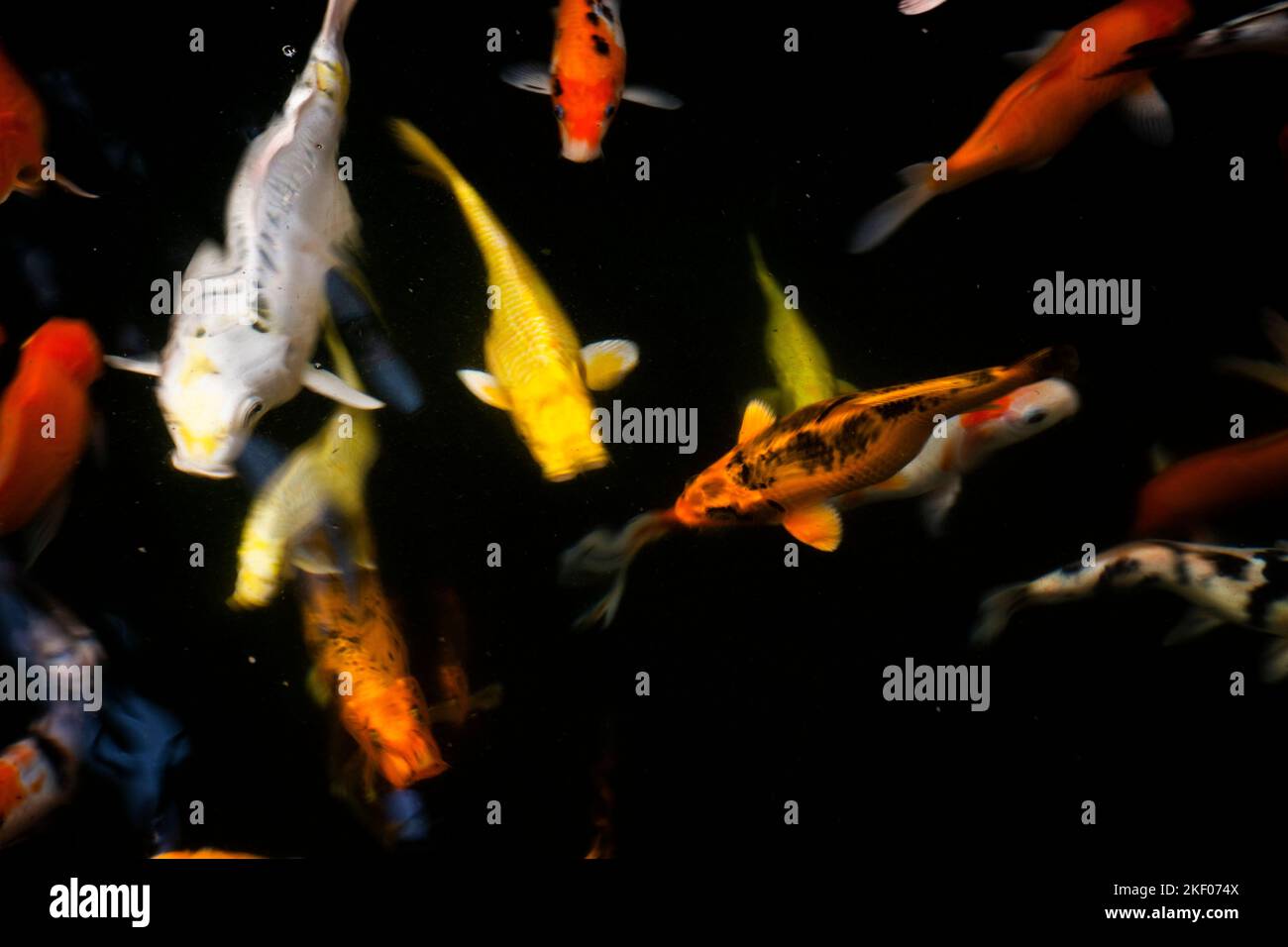 Colored varieties japan fancy carp or Koi japanese fish more ...