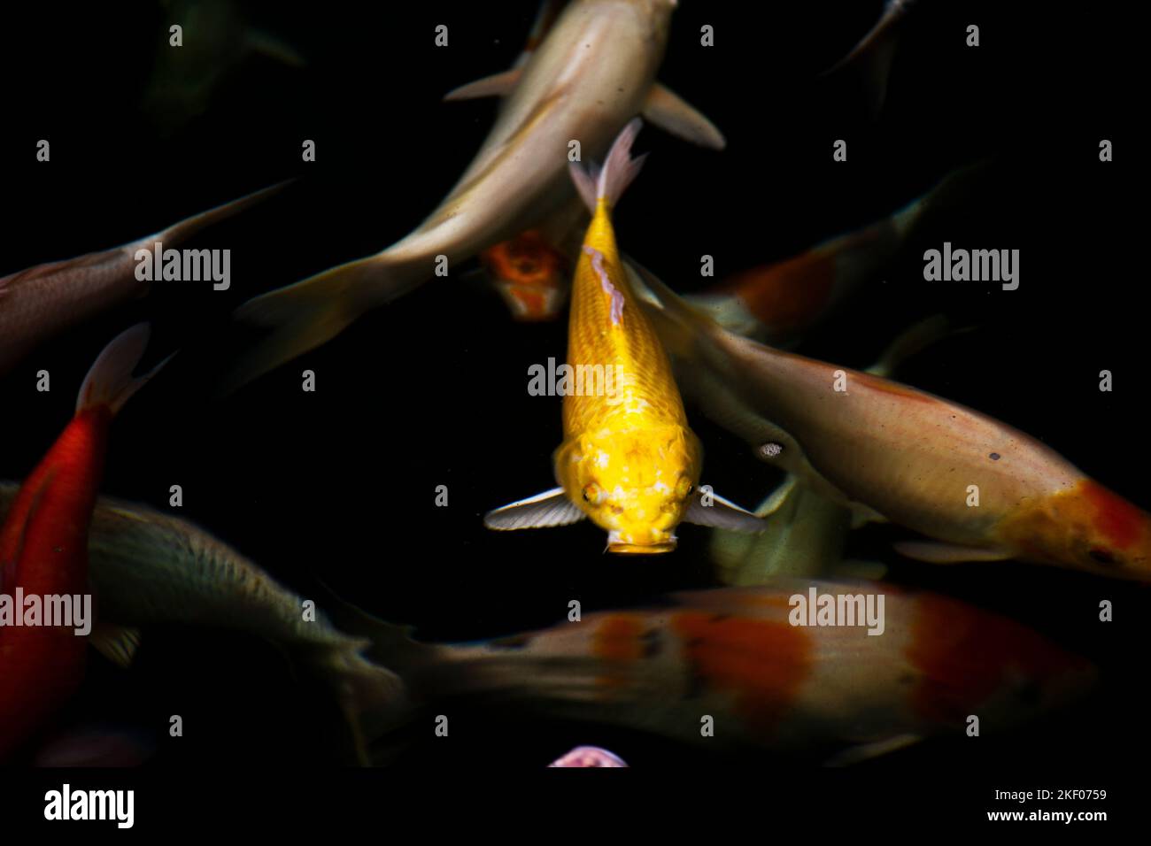 Colored varieties japan fancy carp or Koi japanese fish more ...