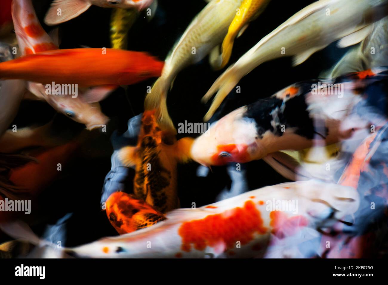 Colored varieties japan fancy carp or Koi japanese fish more ...