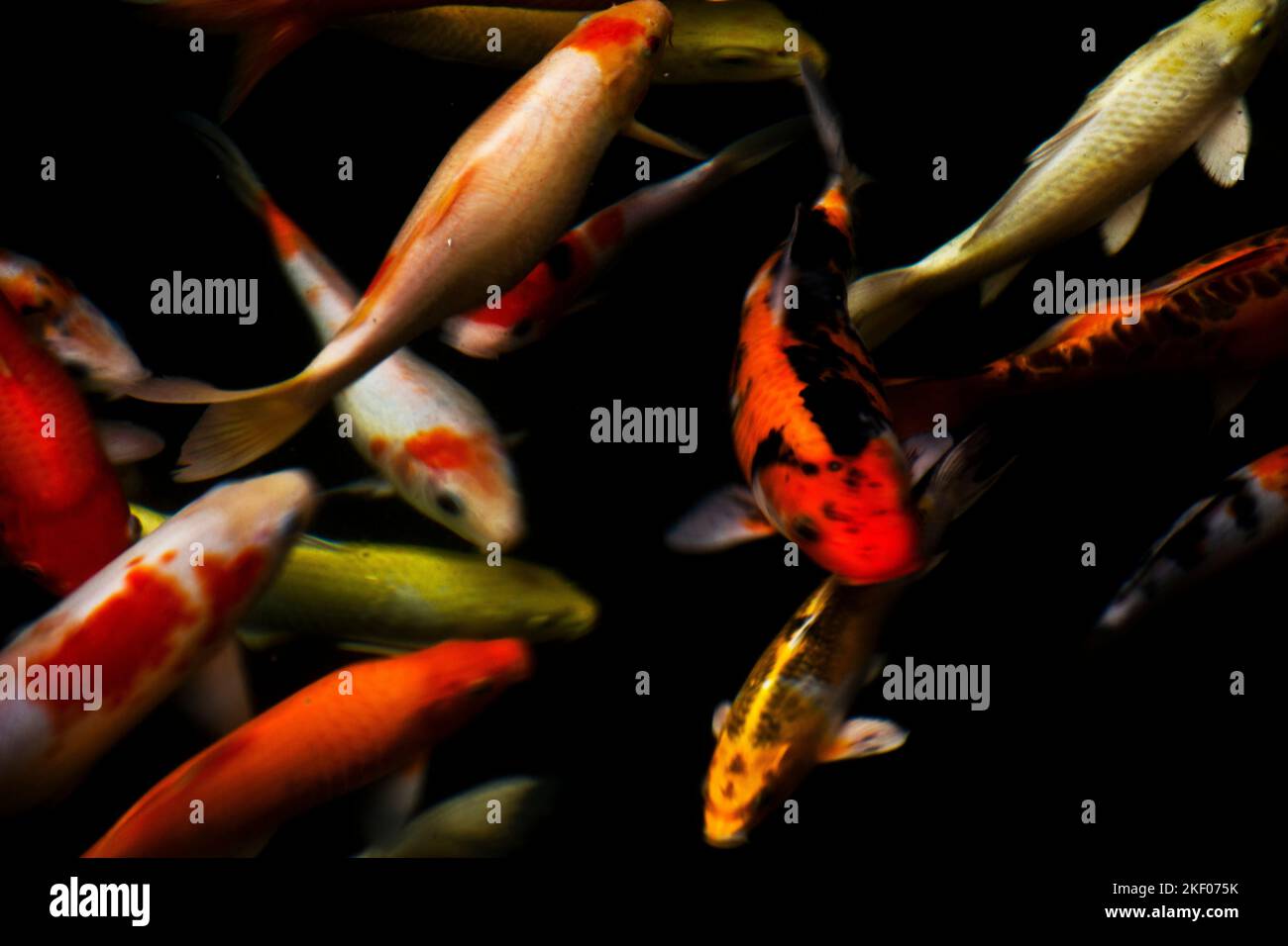Colorful varieties koi fishes in hi-res stock photography and images ...