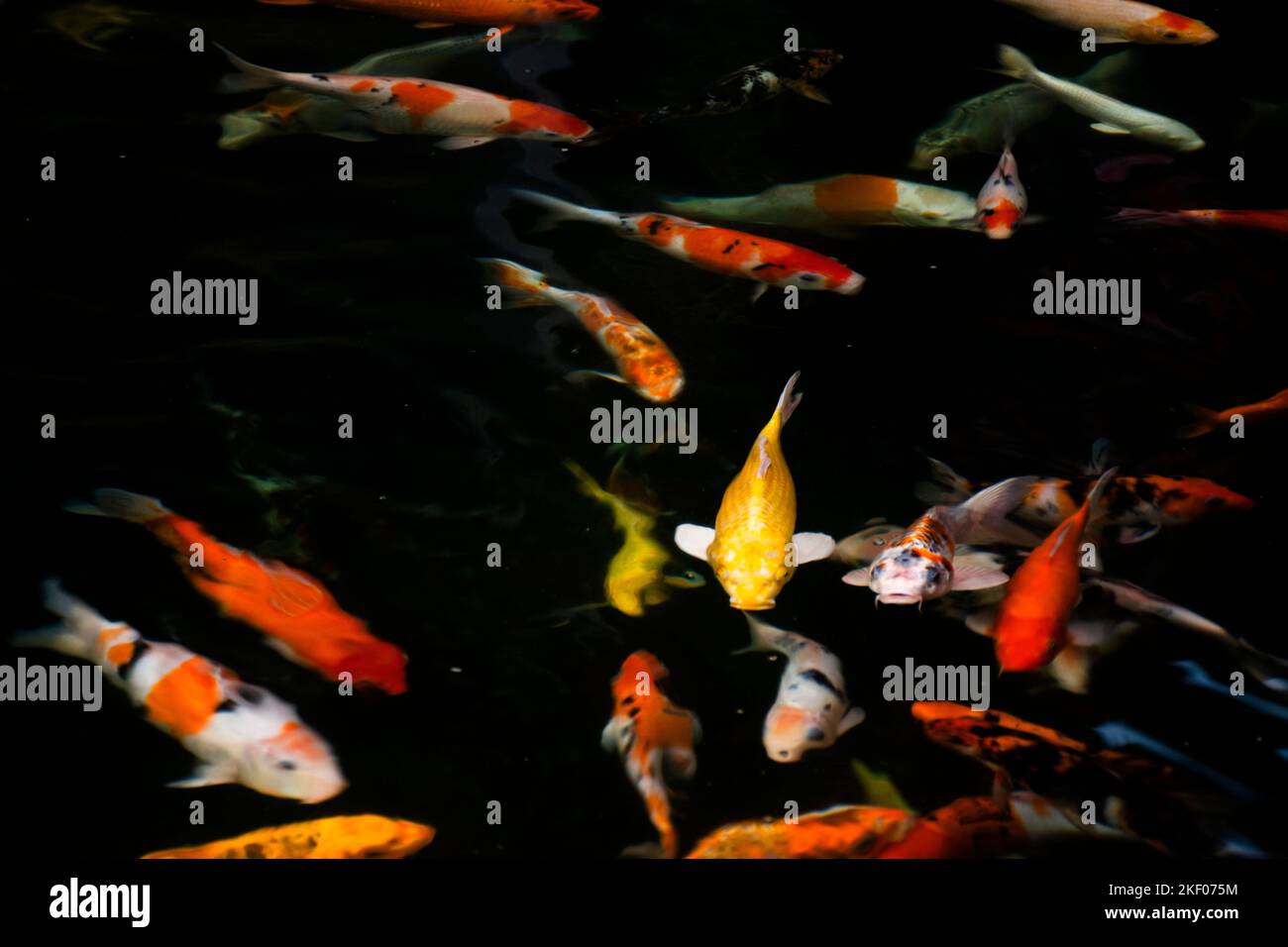 Colored varieties japan fancy carp or Koi japanese fish more ...