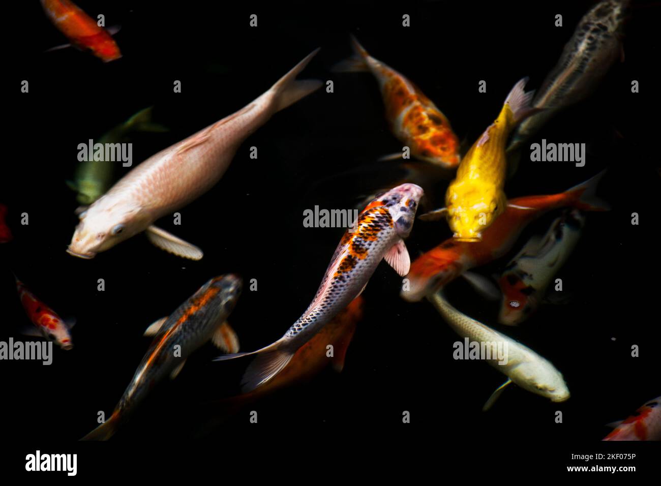 Colored varieties japan fancy carp or Koi japanese fish more ...