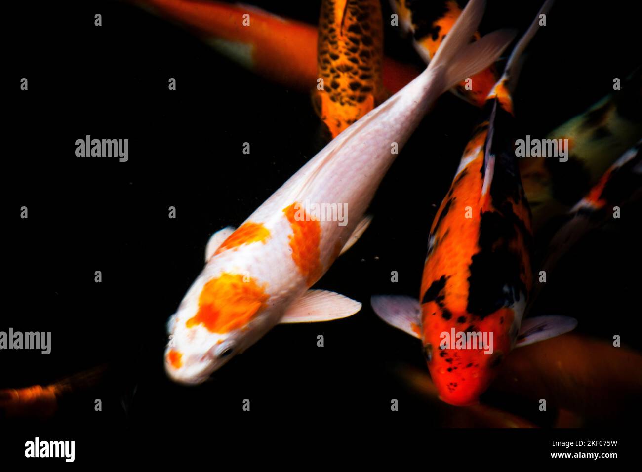 Colored varieties japan fancy carp or Koi japanese fish more specifically nishikigoi swimming in ...