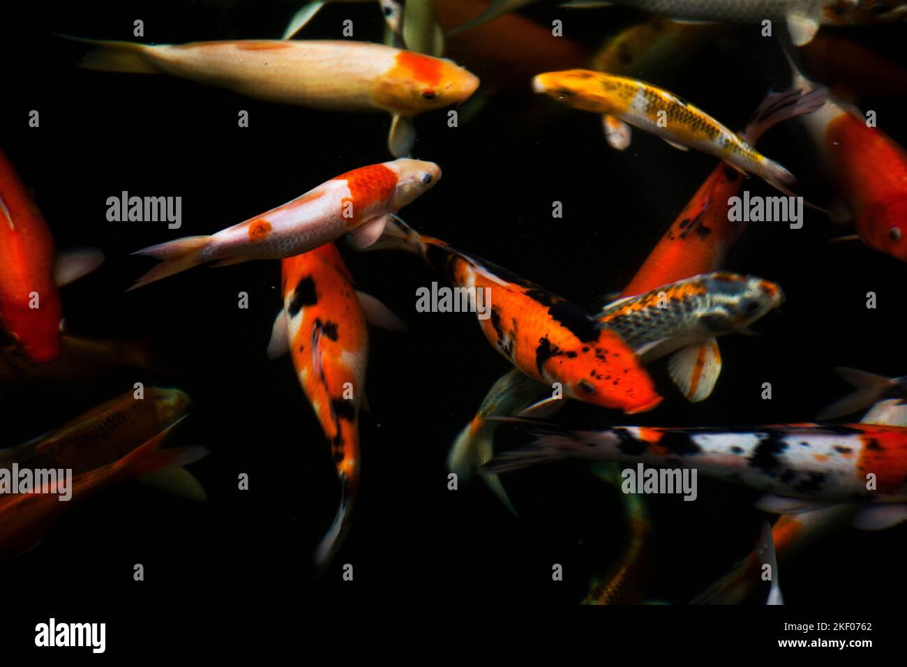 Colored varieties japan fancy carp or Koi japanese fish more specifically nishikigoi swimming in ...