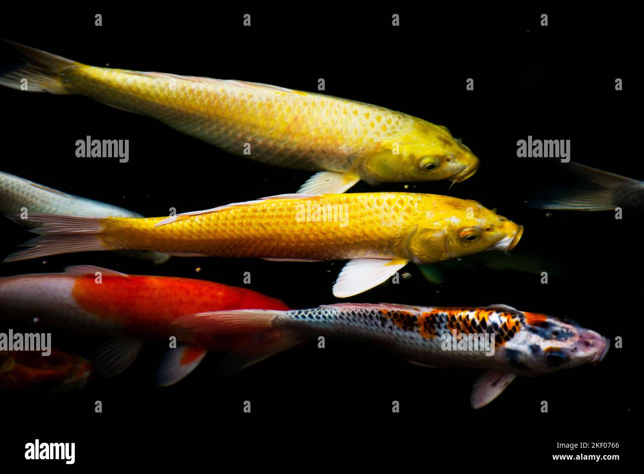 Colored varieties japan fancy carp or Koi japanese fish more ...