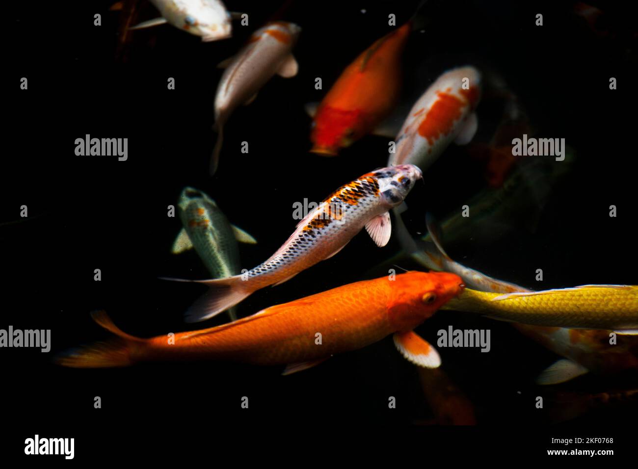 Colorful varieties koi fishes in hi-res stock photography and images ...