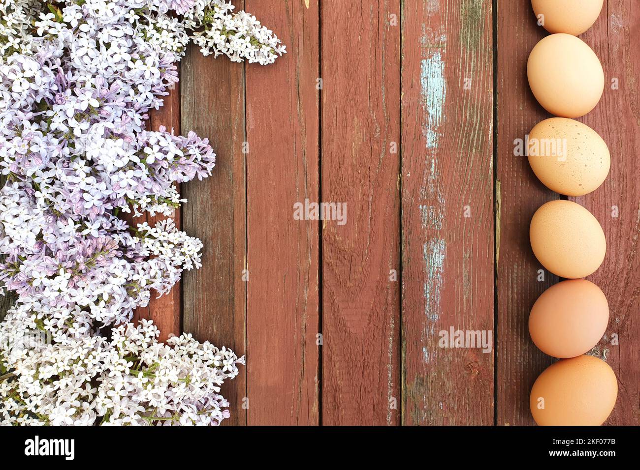 Line of rown eggs of domestic chicken hens and lilac flower border ...