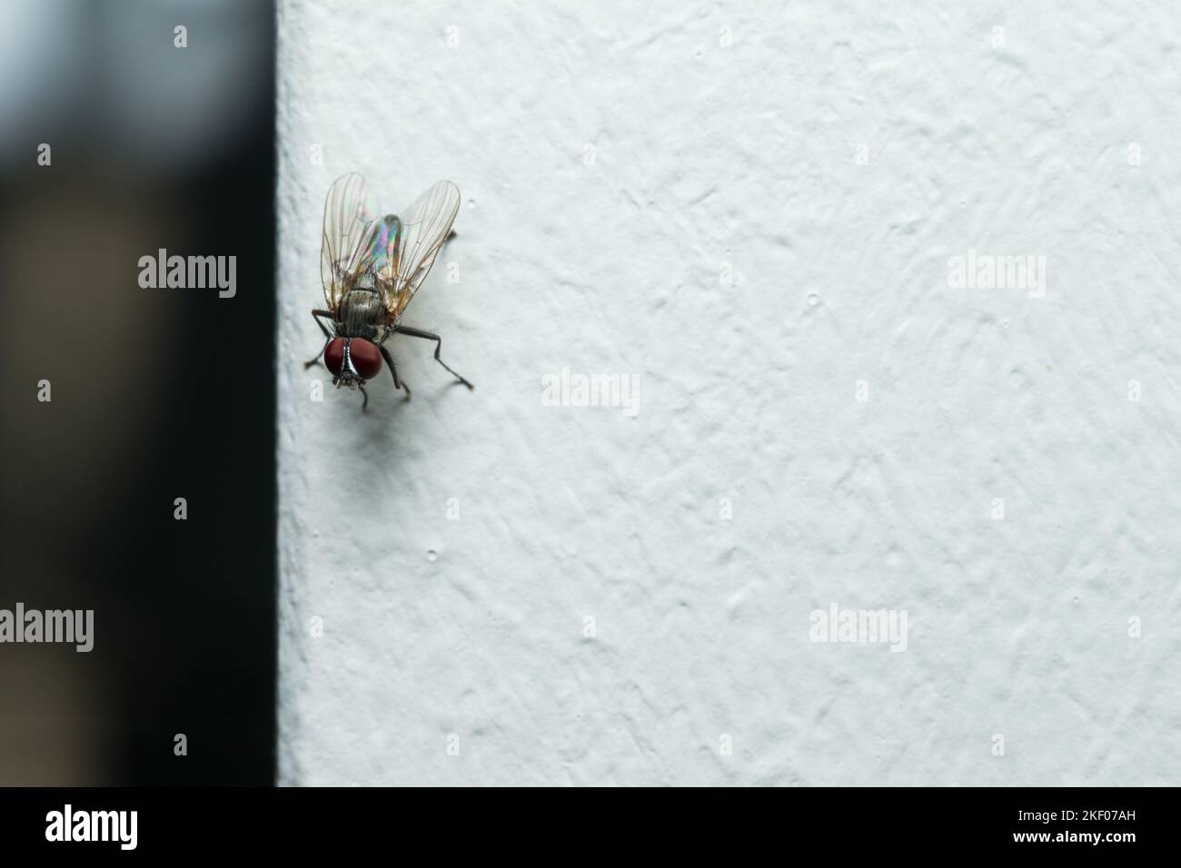 Lesser house fly (Fannia canicularis Stock Photo - Alamy