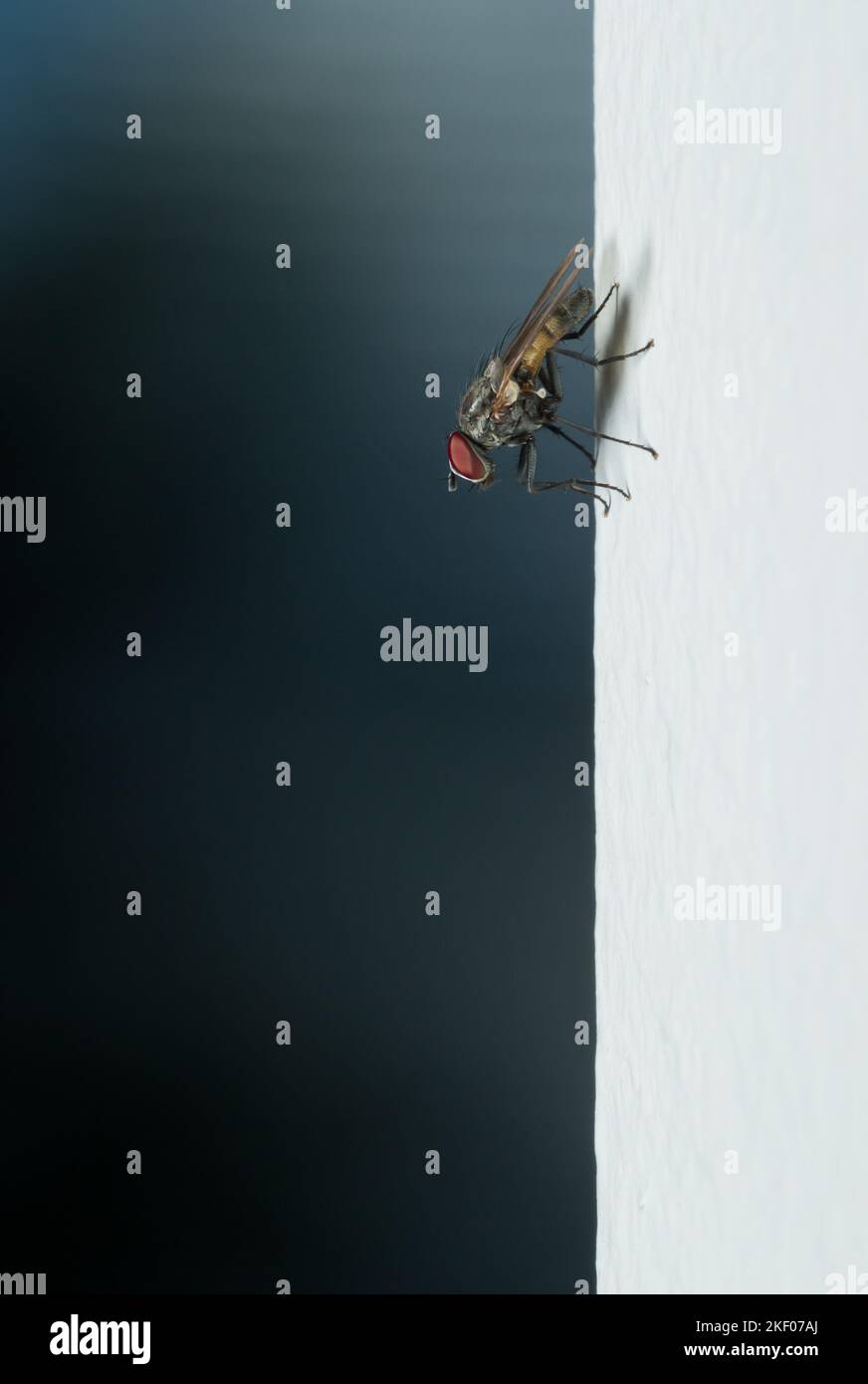 Lesser house fly (Fannia canicularis Stock Photo - Alamy