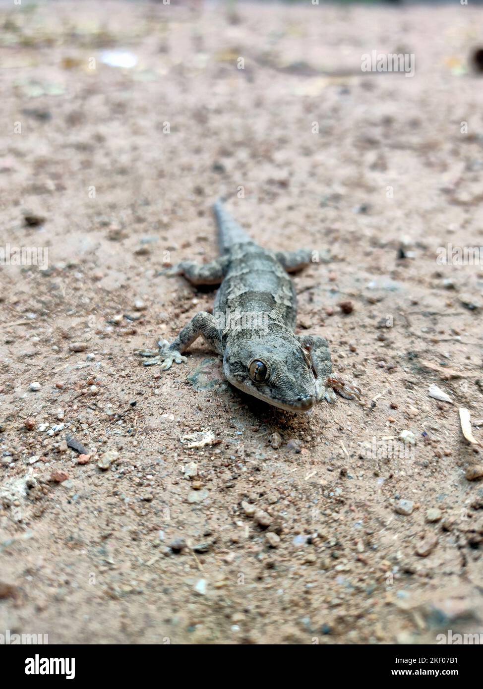 Indian house gecko hi-res stock photography and images - Alamy