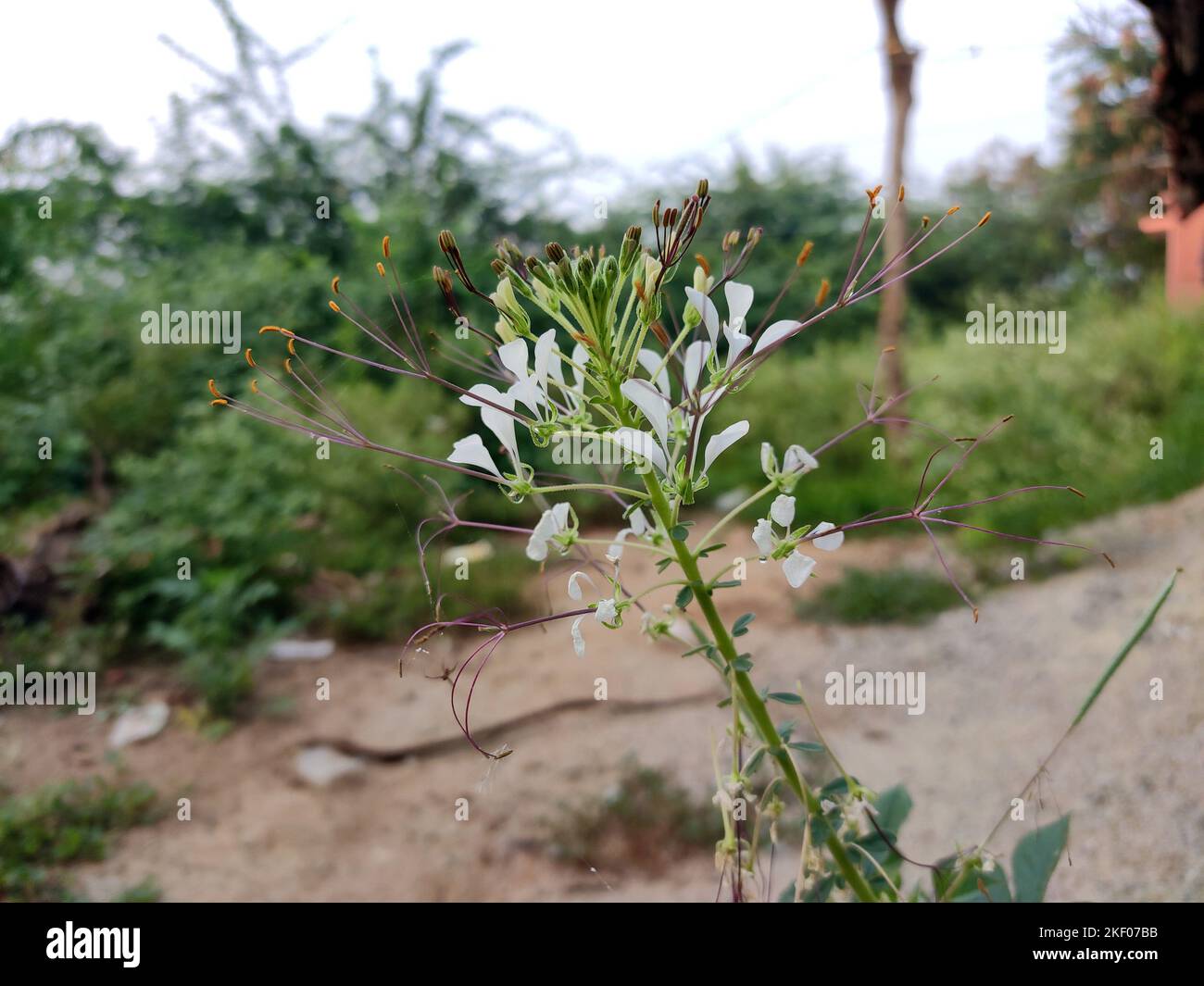 Wild spider flower also known as Cleome gynandra Stock Photo - Alamy