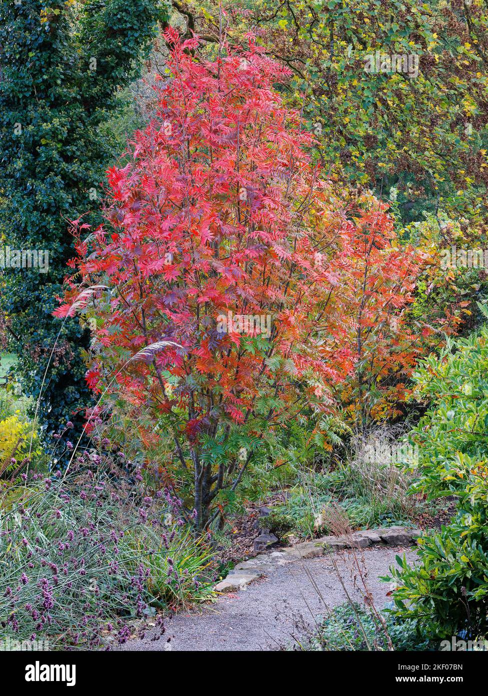 Sorbus commixta 'Olympic Flame' at Aberglasney Gardens Stock Photo - Alamy