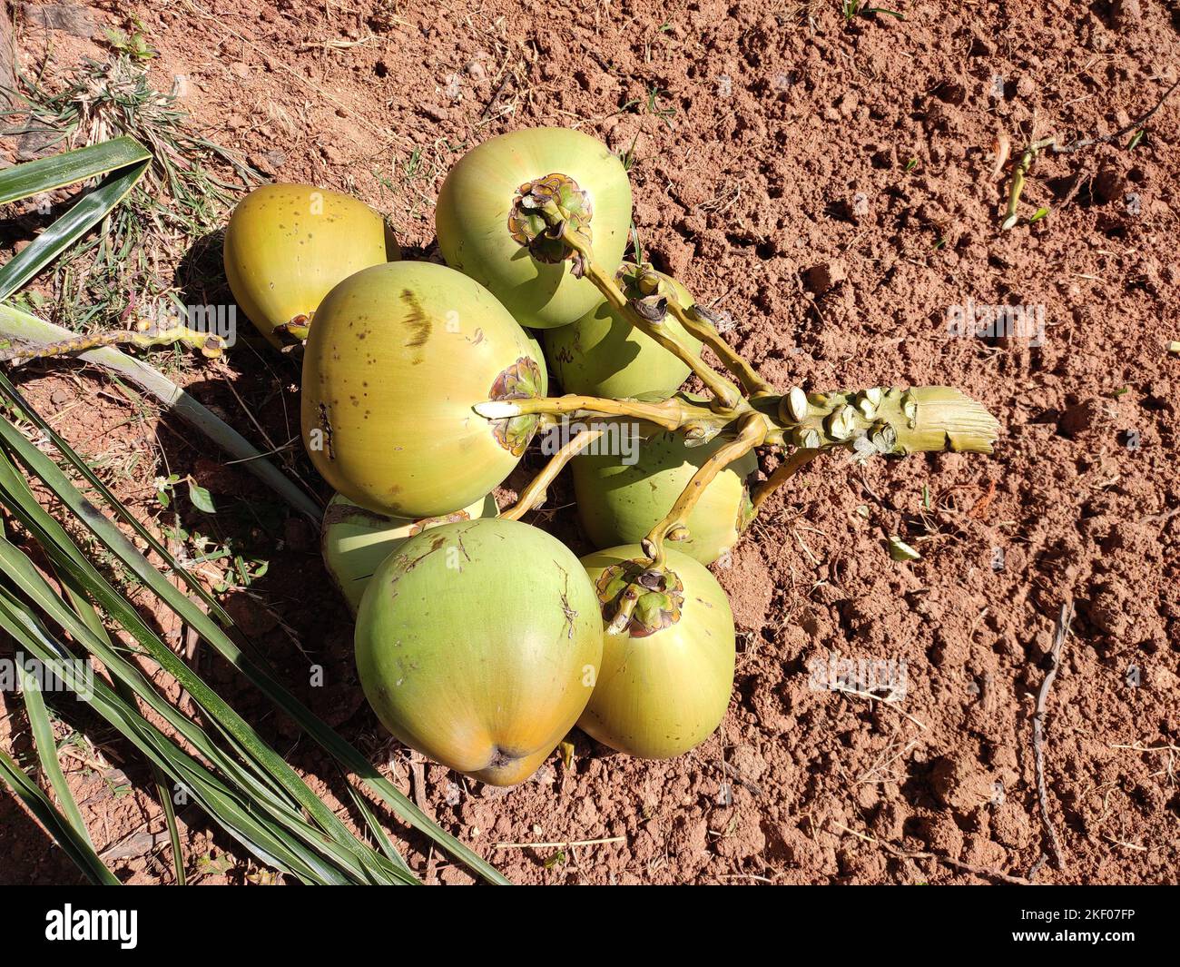 A cluster of freshly harvested green coconuts Stock Photo - Alamy