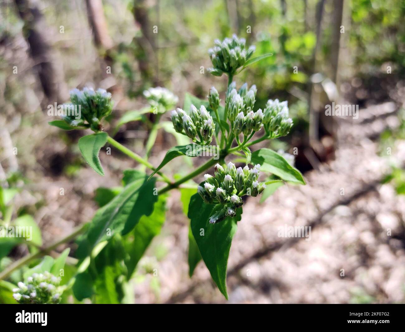 Chromolaena odorata flower Stock Photo - Alamy