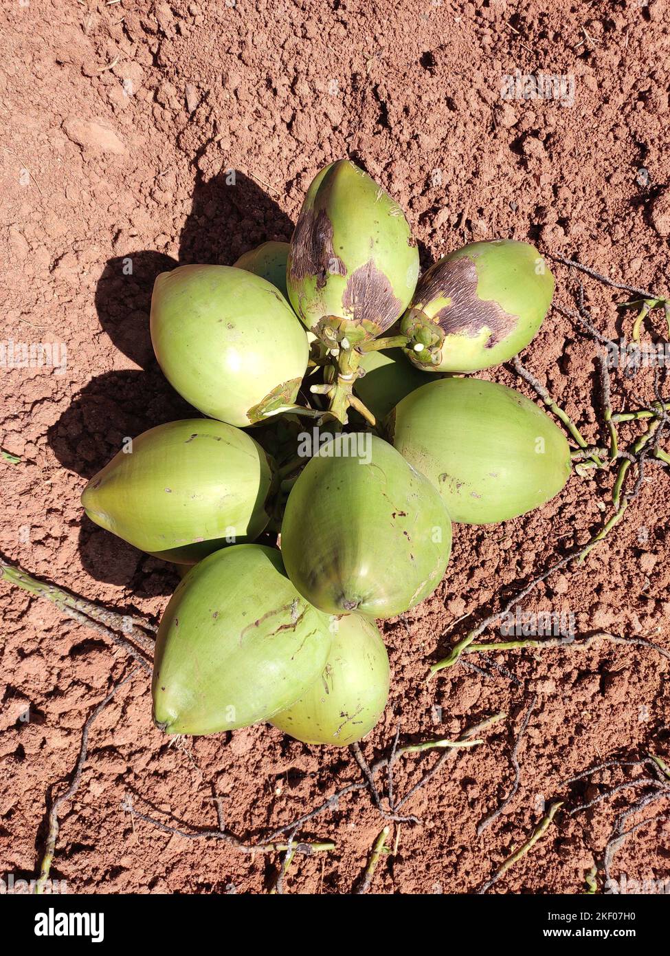 A cluster of green coconuts rests on reddish-brown soil. Still attached ...