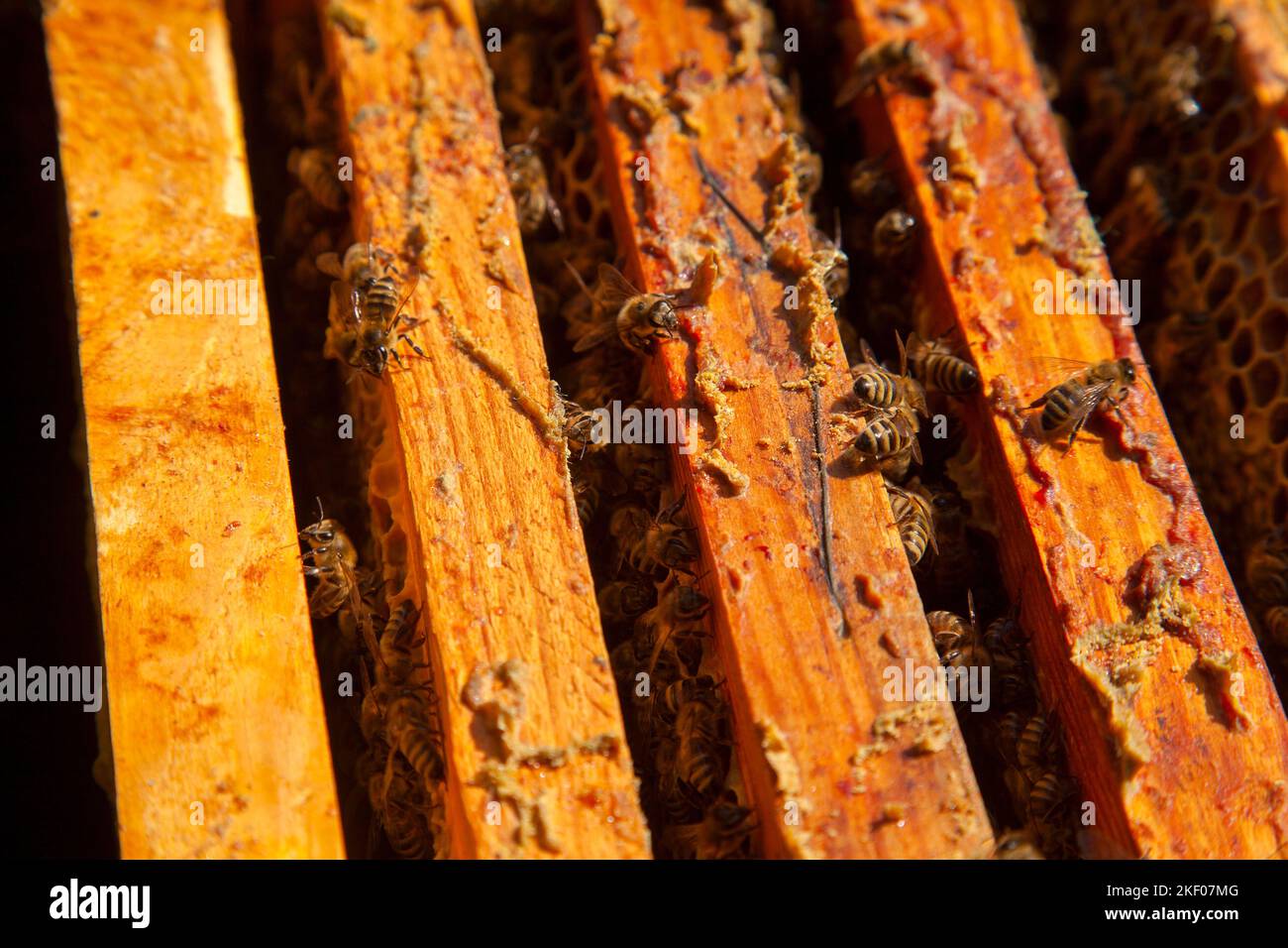 Frames of a beehive. Close up view of the opened hive body showing the ...