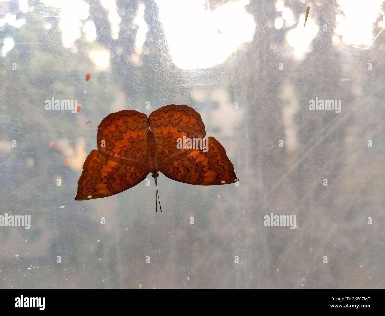 An Ariadne Merione butterfly with vibrant orange wings against a softly ...