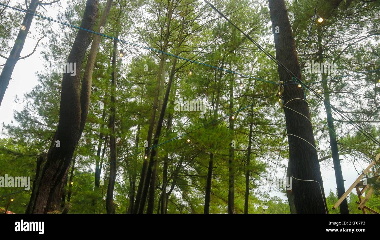 beautiful pine tree seen from below Stock Photo - Alamy