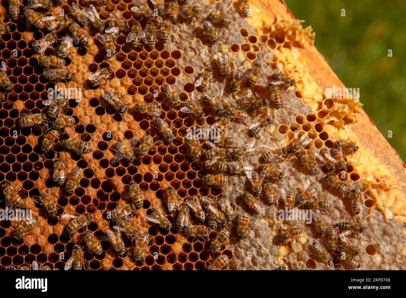 Frames of a beehive. Busy bees inside the hive with open and sealed cells for their young. Birth ...