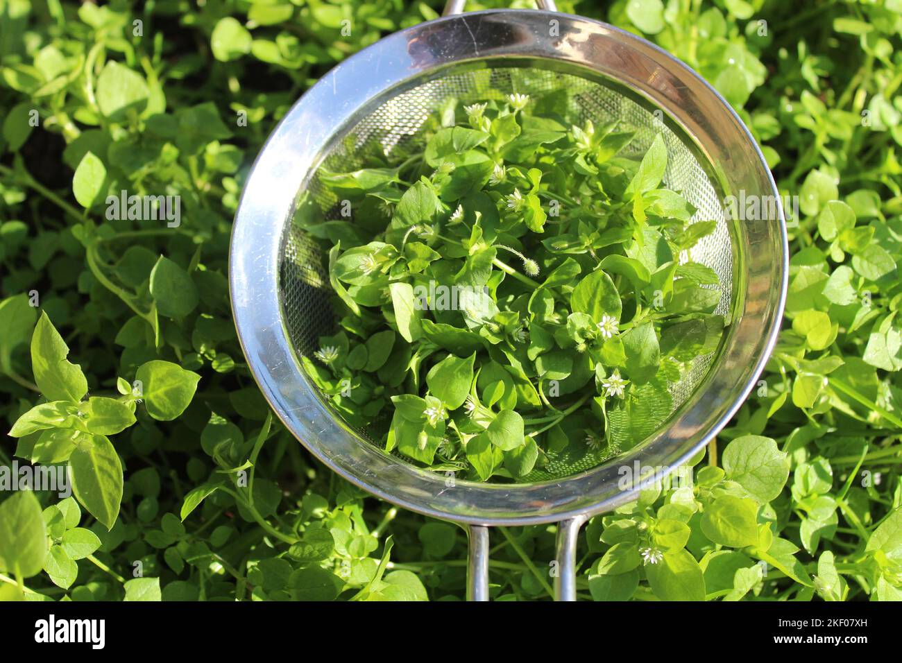 fresh chickweed in a sieve in the herb garden Stock Photo - Alamy