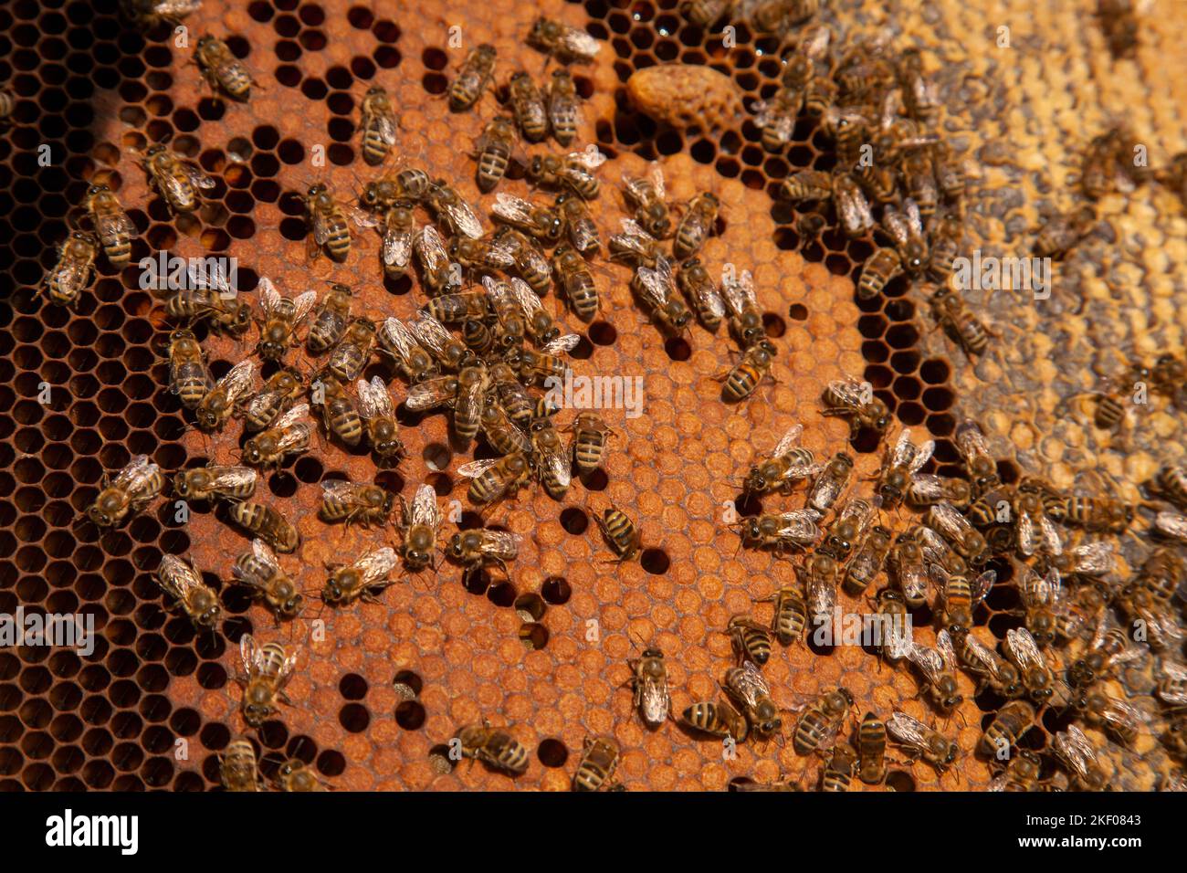 Frames of a beehive. Close up view of big cell with young bee queen ...
