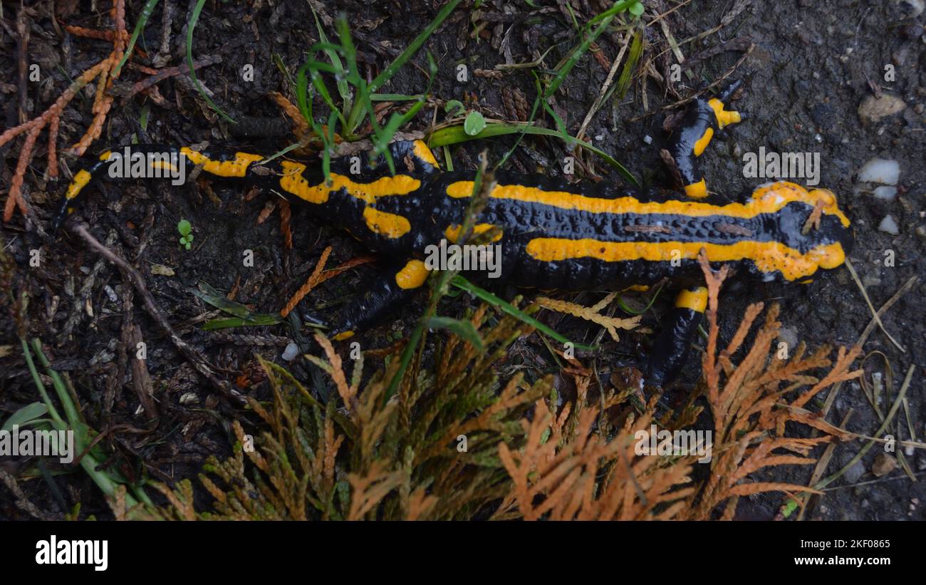 Spring salamanders hi-res stock photography and images - Alamy