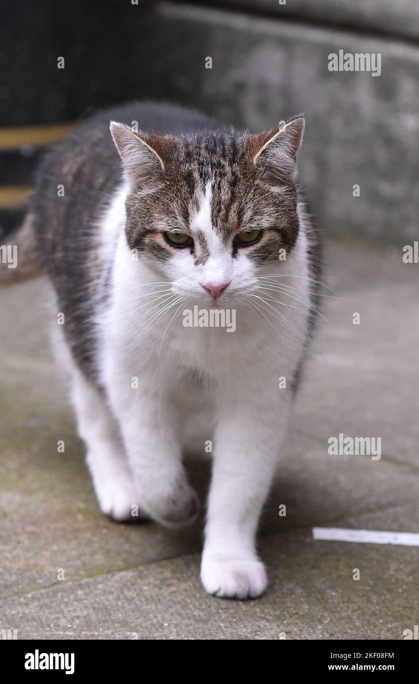 Larry the Cat, seen outside the entrance to 10 Downing Street, London ...