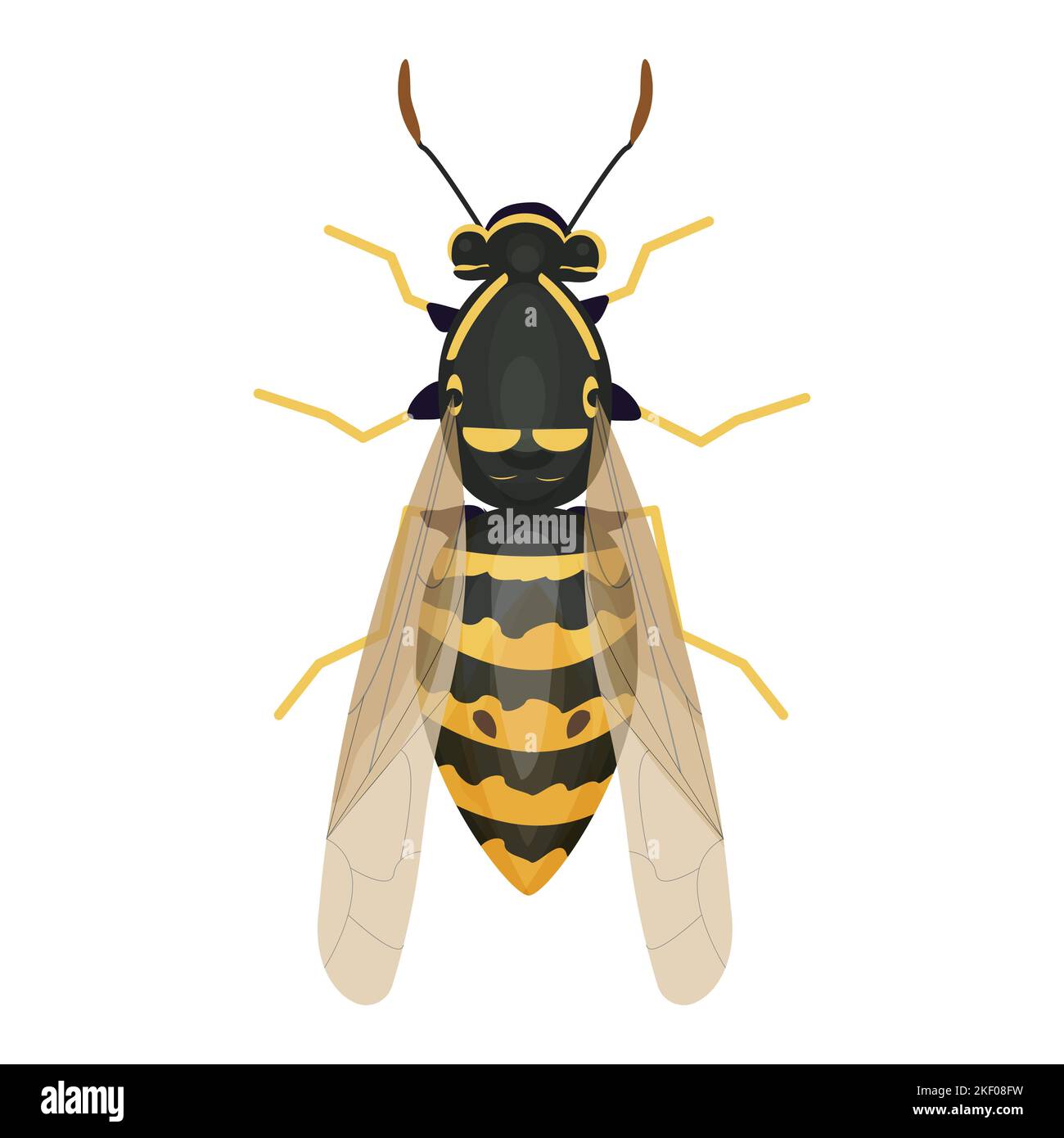 Wasp insect, bumble bee top view in cartoon style, realistic bug ...