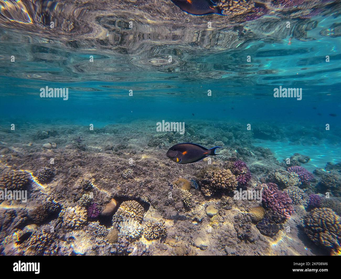 Colorful tropical fish Sohal Surgeon fish (Acanthurus Sohal) tang ...