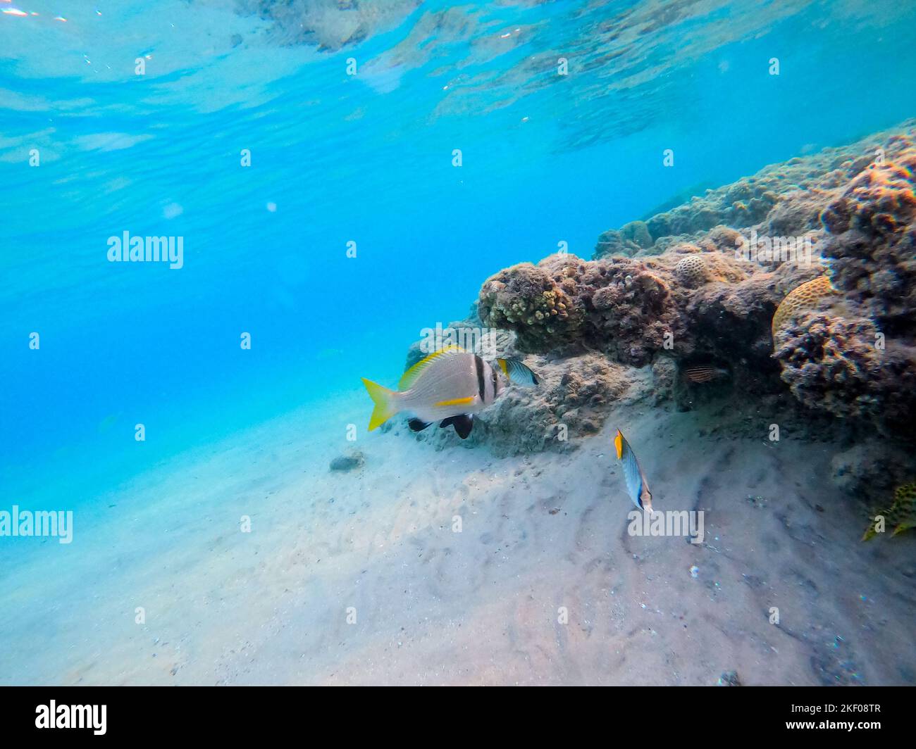 Doublebar bream known as acanthopagrus bifasciatus underwater at the ...