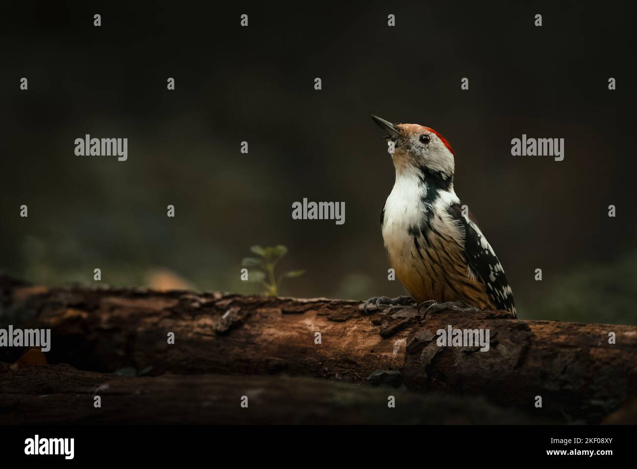 A cute Middle spotted woodpecker (Leiopicus medius) resting on a branch ...
