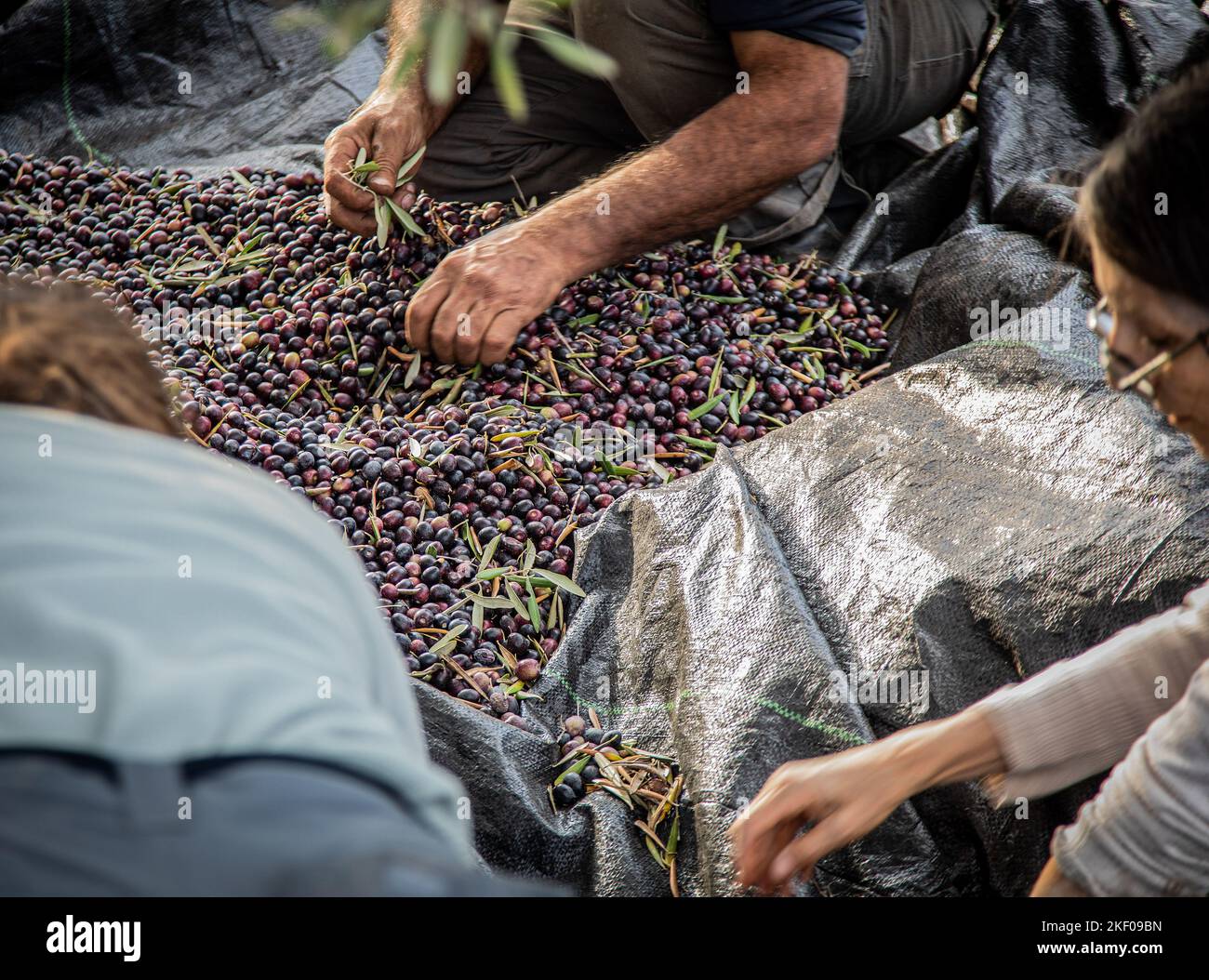 Hisham abu ali hi-res stock photography and images - Alamy