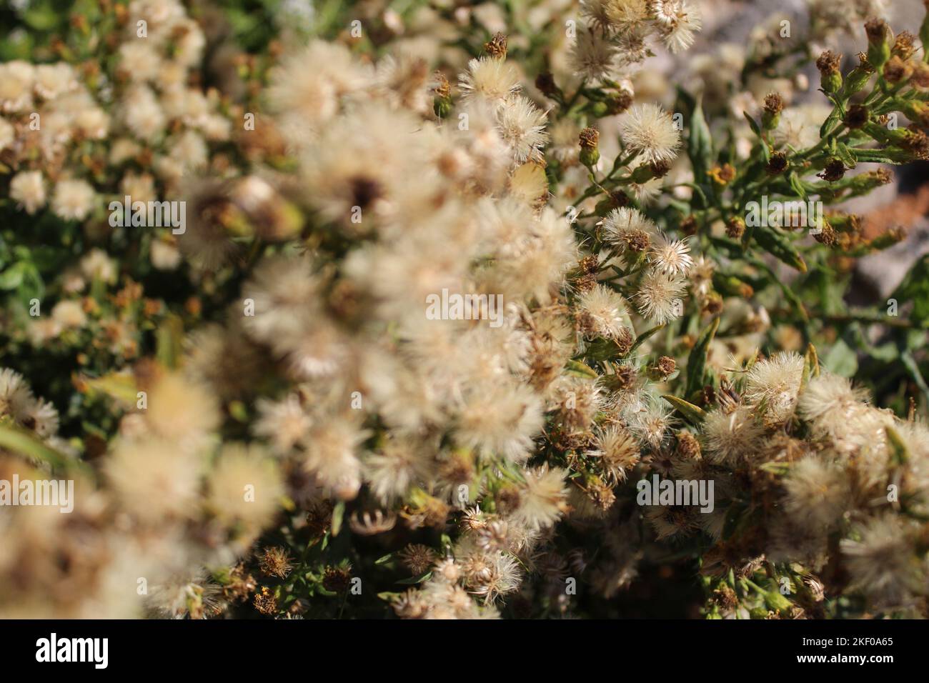 the small brown flowers Stock Photo - Alamy