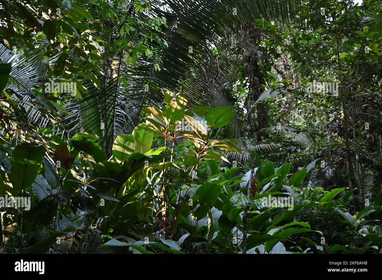 Ecuador, Amazon Rainforest, Rio Napo, Near Coca in the Yasuni National ...