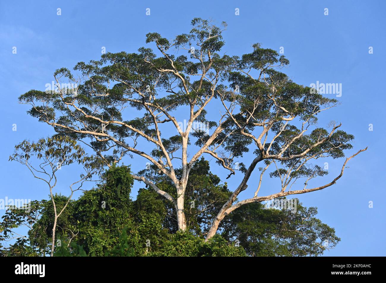 Giant rainforest tree ecuador hi-res stock photography and images - Alamy