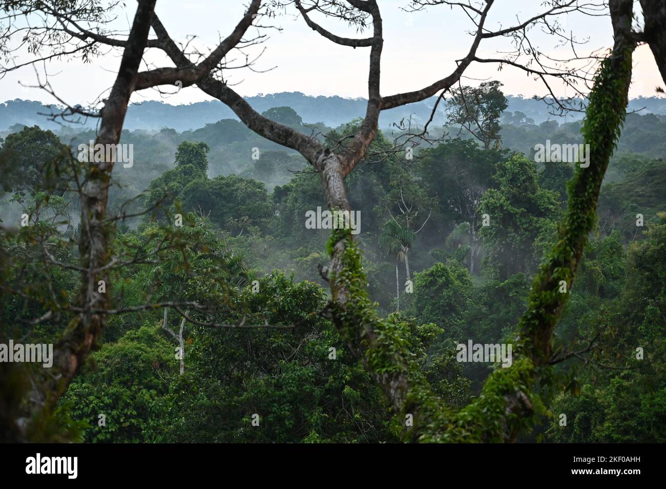 Ecuador, Amazon Rainforest, Rio Napo, Near Coca, in the Yasuni National ...