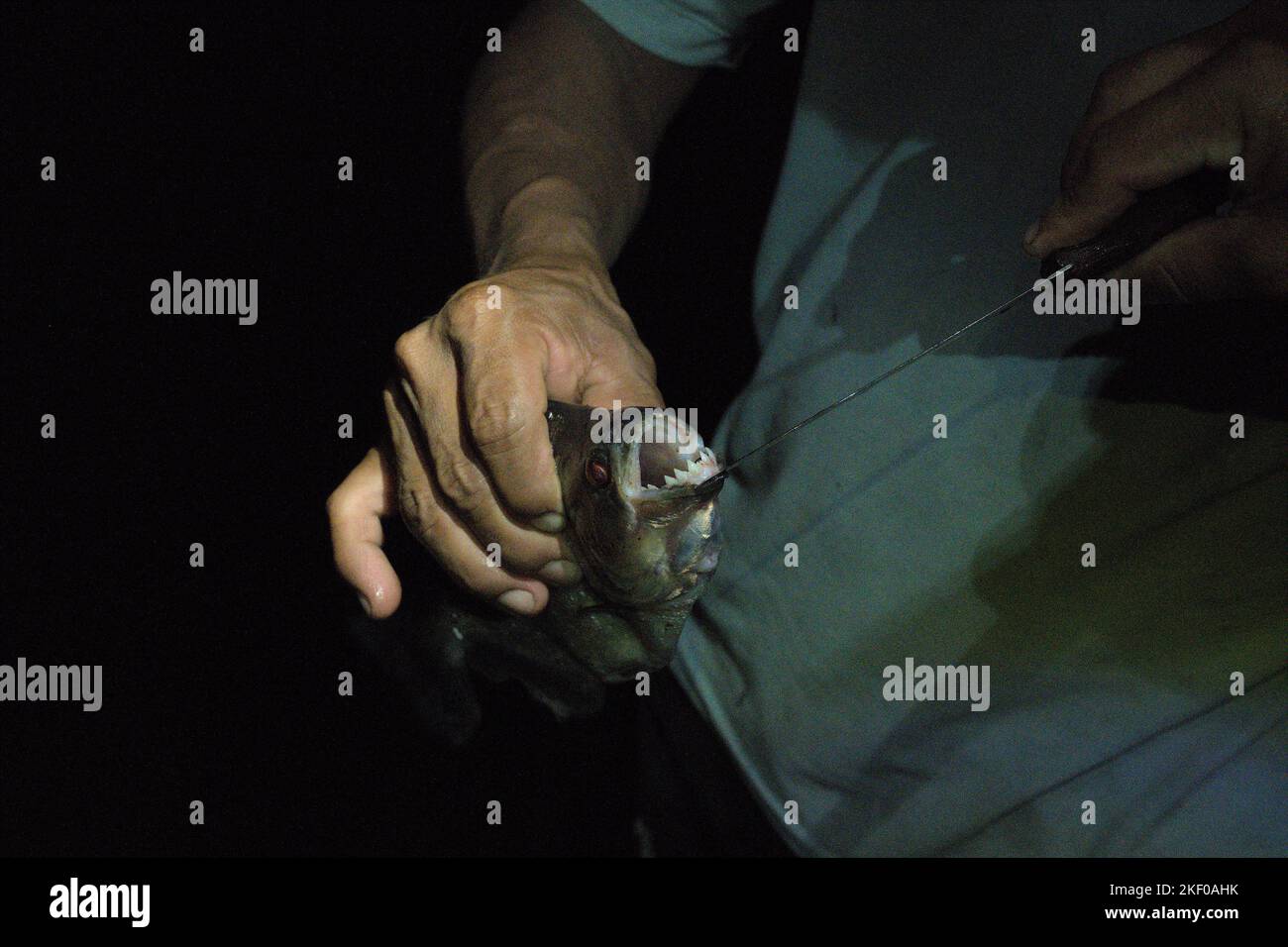 Ecuador, Amazon Rainforest, Rio Napo, Near Coca, a Piranha fish in the ...