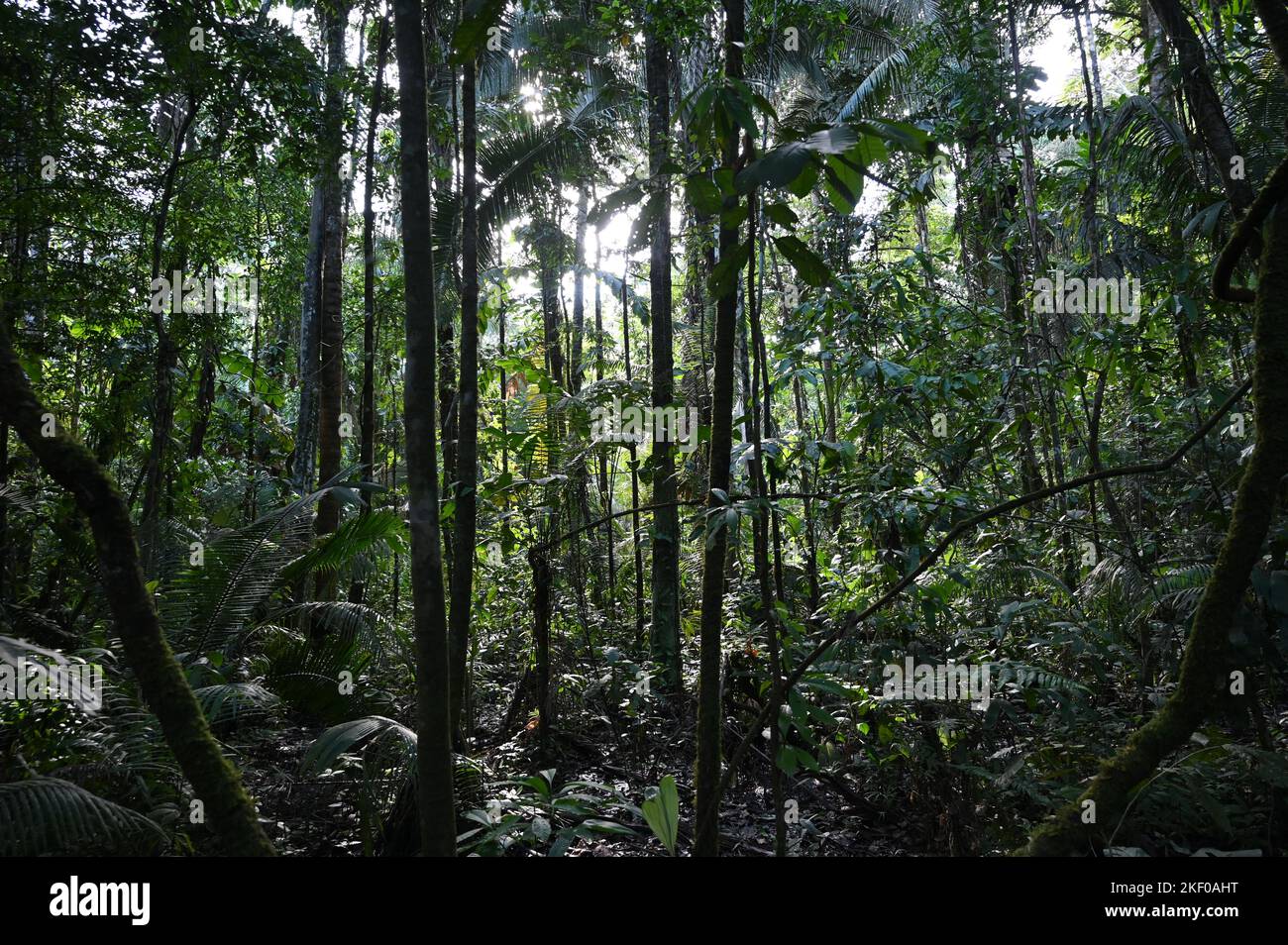 Ecuador, Amazon Rainforest, Rio Napo, Near Coca in the Yasuni National ...