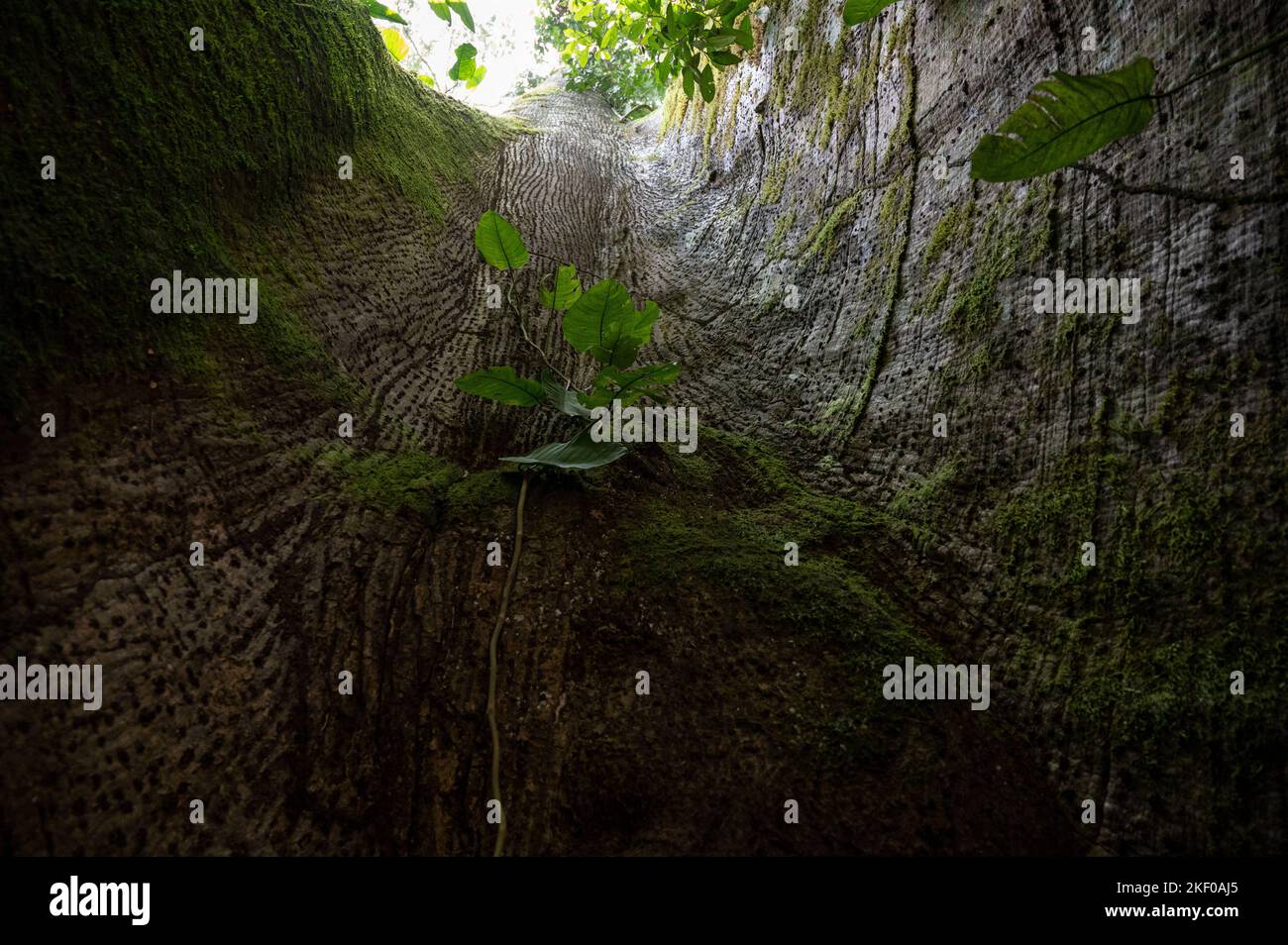 Ecuador, Amazon Rainforest, Rio Napo, Near Coca, a giant Kapok tree in ...
