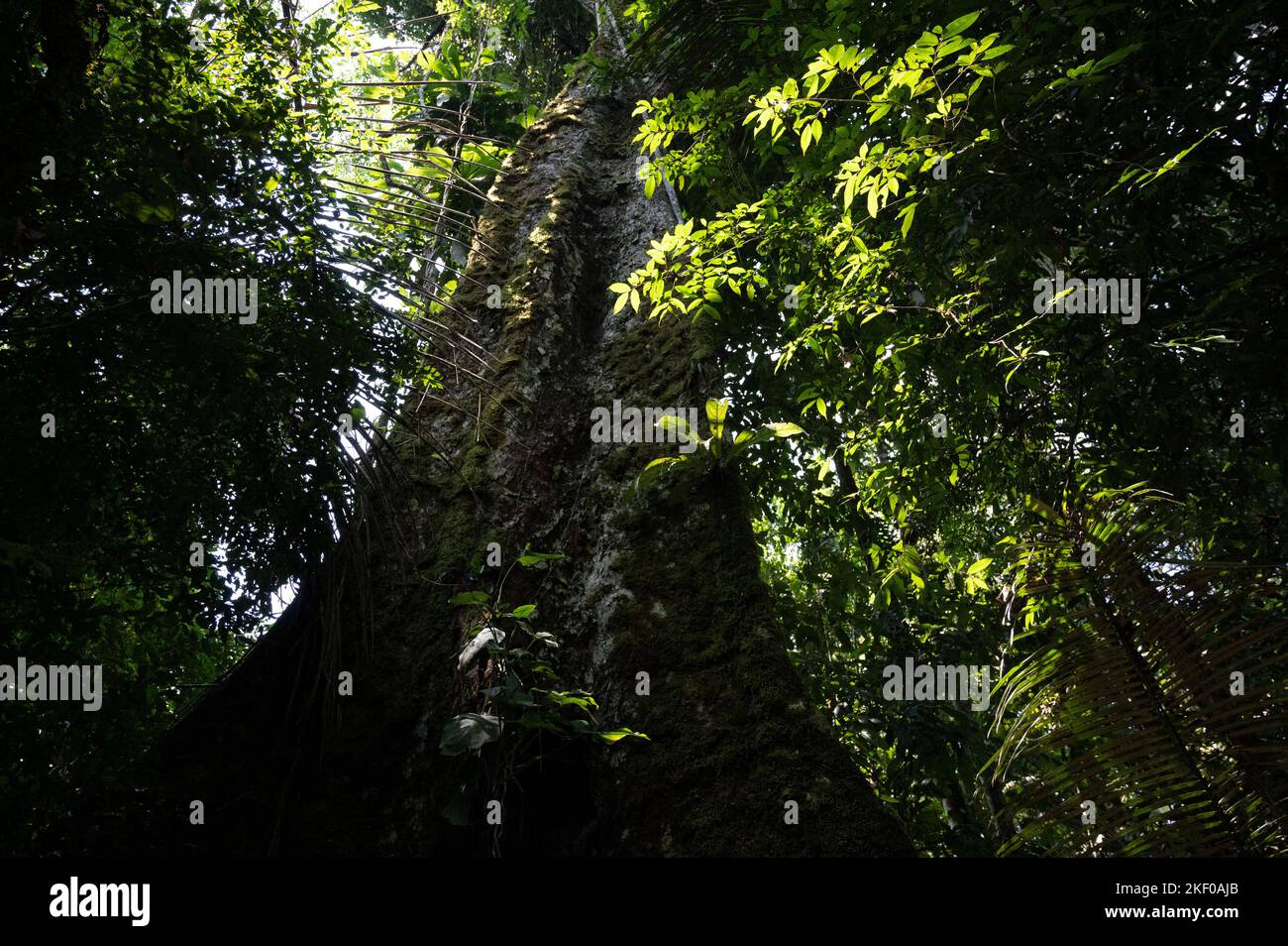 Ecuador, Amazon Rainforest, Rio Napo, Near Coca, a giant Kapok tree in ...
