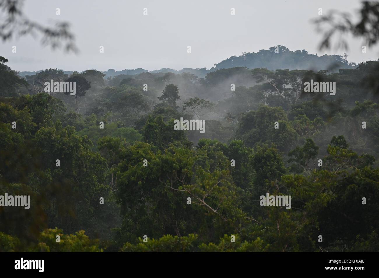 Ecuador’s amazon rainforest hi-res stock photography and images - Alamy