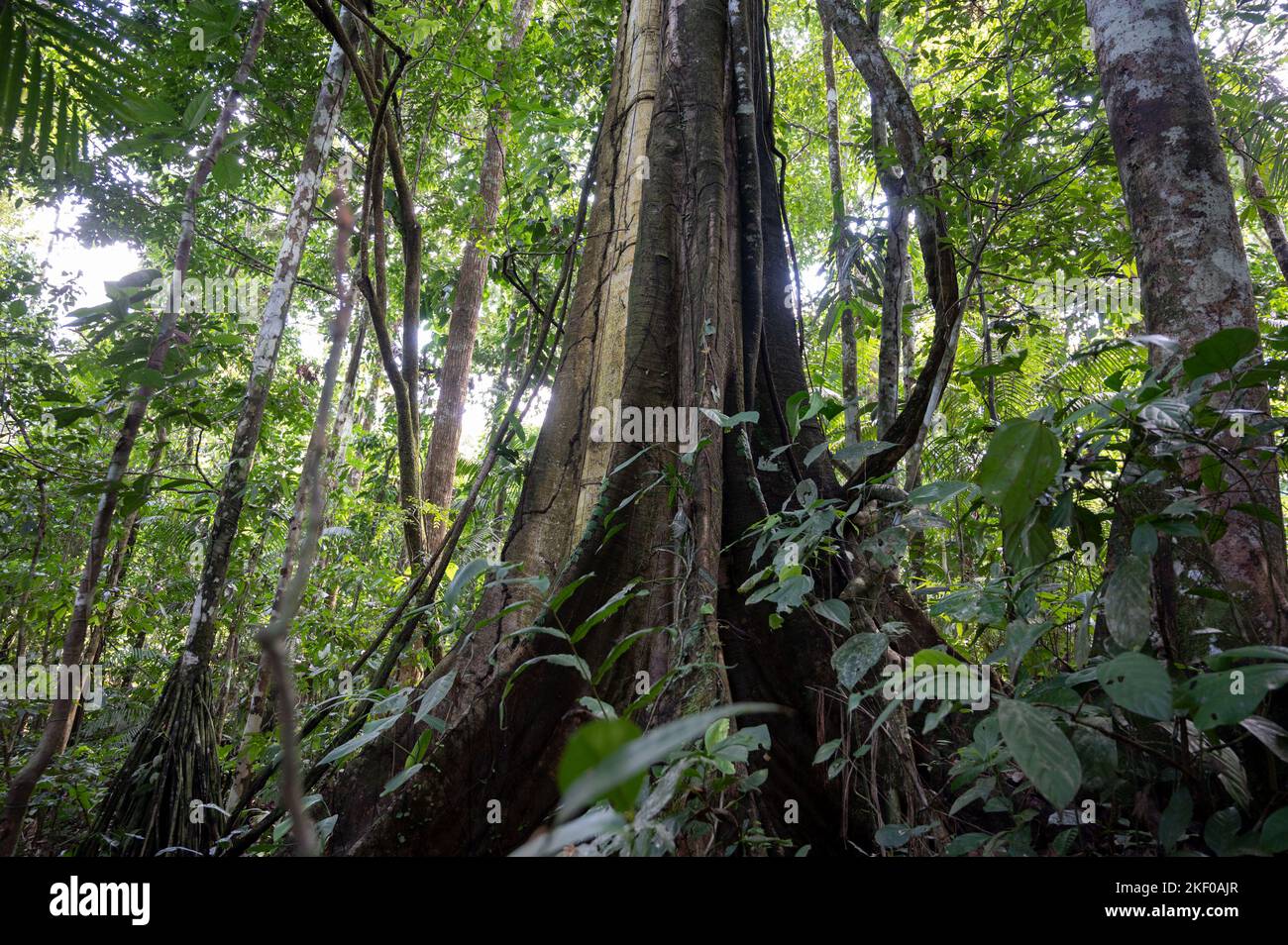 Ecuador, Amazon Rainforest, Rio Napo, Near Coca, a giant Kapok tree in ...