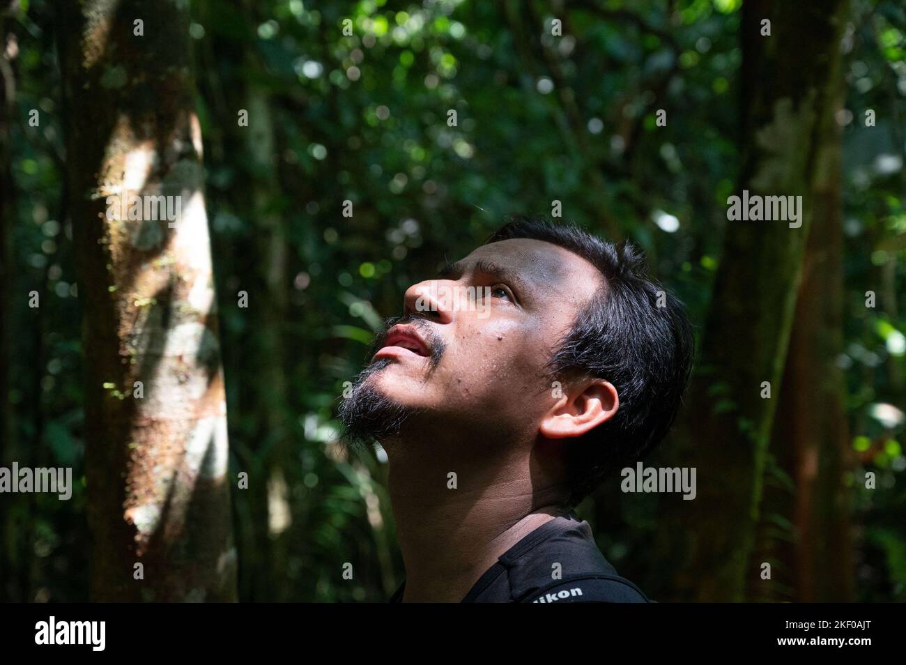 Ecuador, Amazon Rainforest, Rio Napo, Near Coca, in the Yasuni National ...