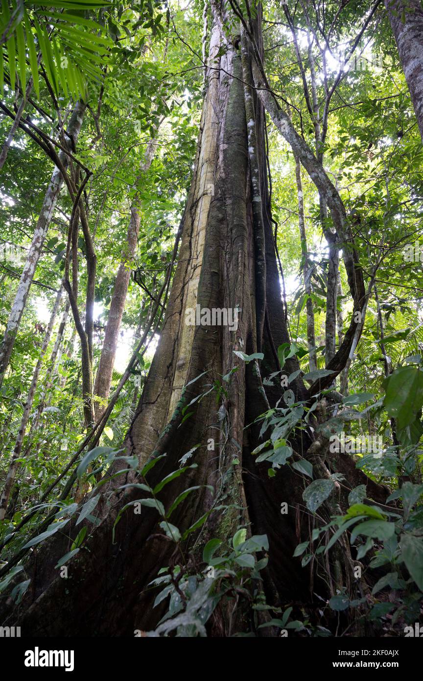 Giant rainforest tree ecuador hi-res stock photography and images - Alamy