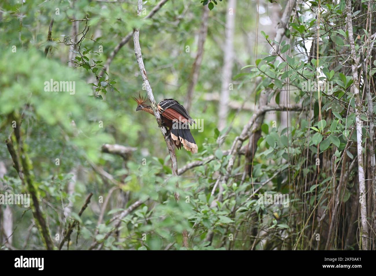 Ecuador, Amazon Rainforest, Rio Napo, Near Coca, Hoatzin bird in the ...