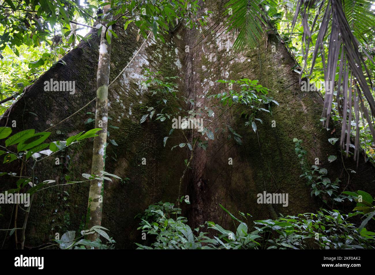 Ecuador, Amazon Rainforest, Rio Napo, Near Coca, a giant Kapok tree in ...