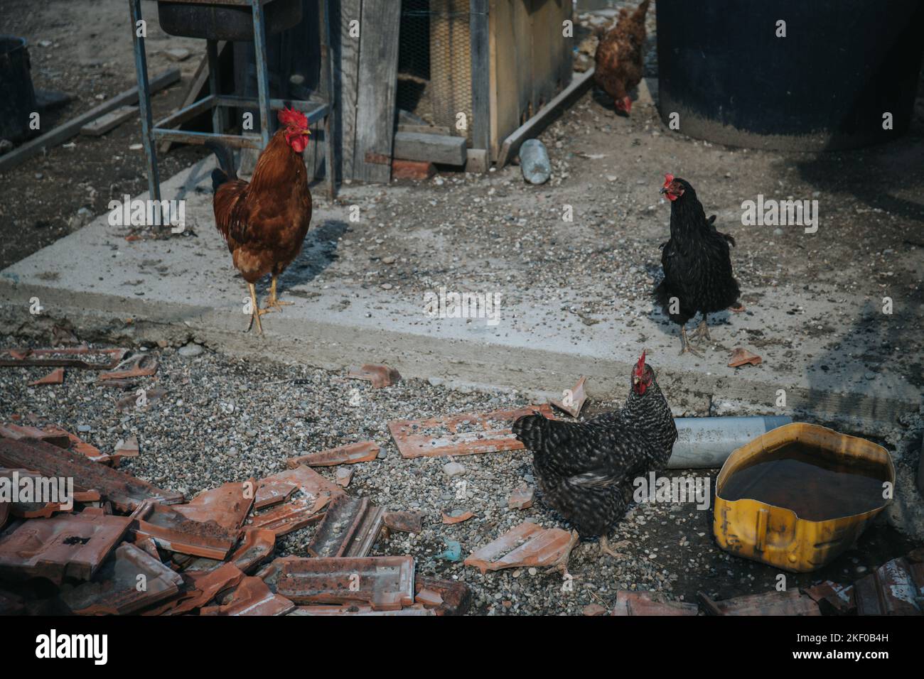 A high angle shot of chickens and a rooster in an abandoned farm Stock ...